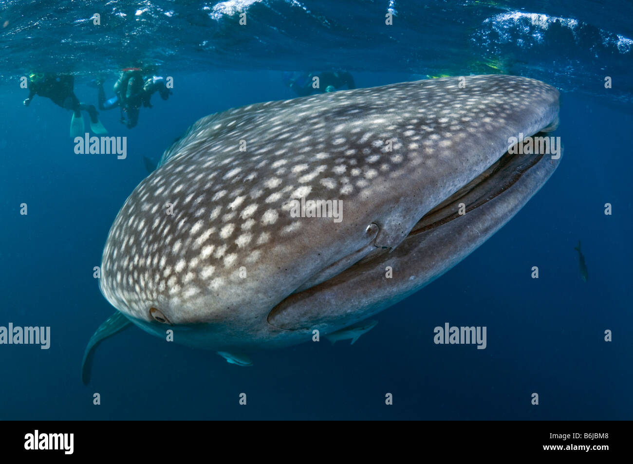 Rarest Sharks In The World