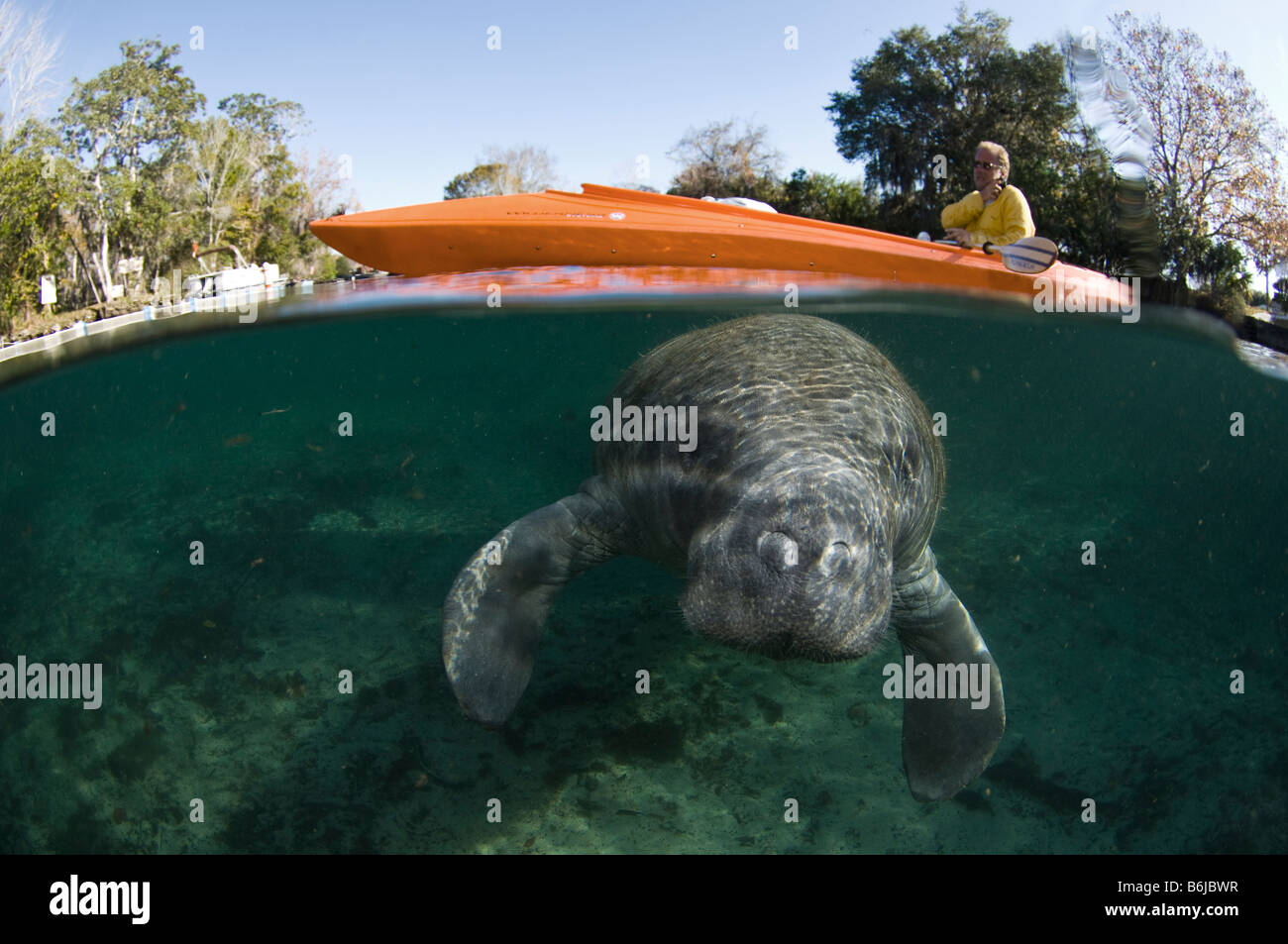 Endangered Florida Manatee Three High Resolution Stock Photography and ...