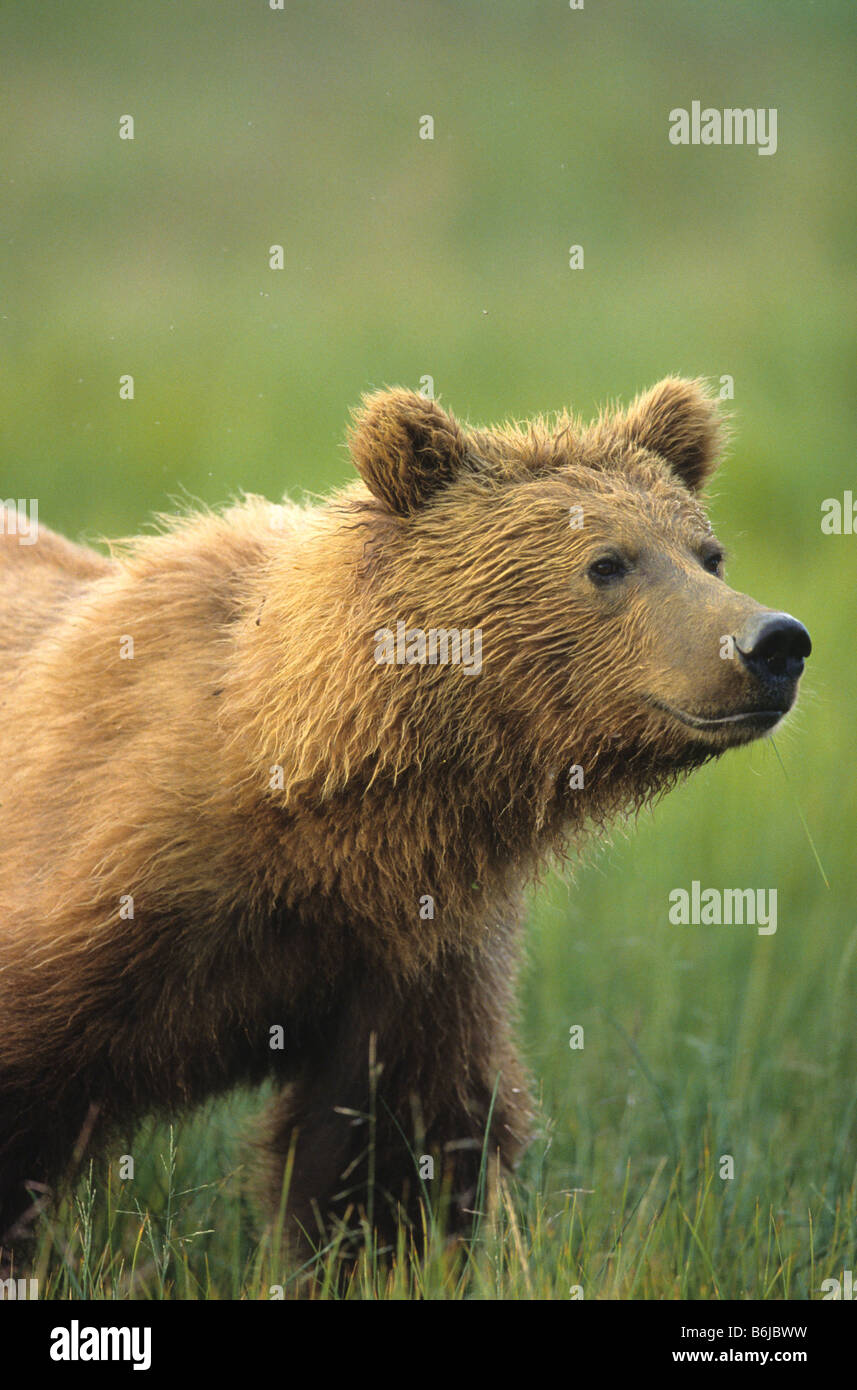 Alaska, Lake Clark National Park, Brown Bear, Ursus arctos Stock Photo ...