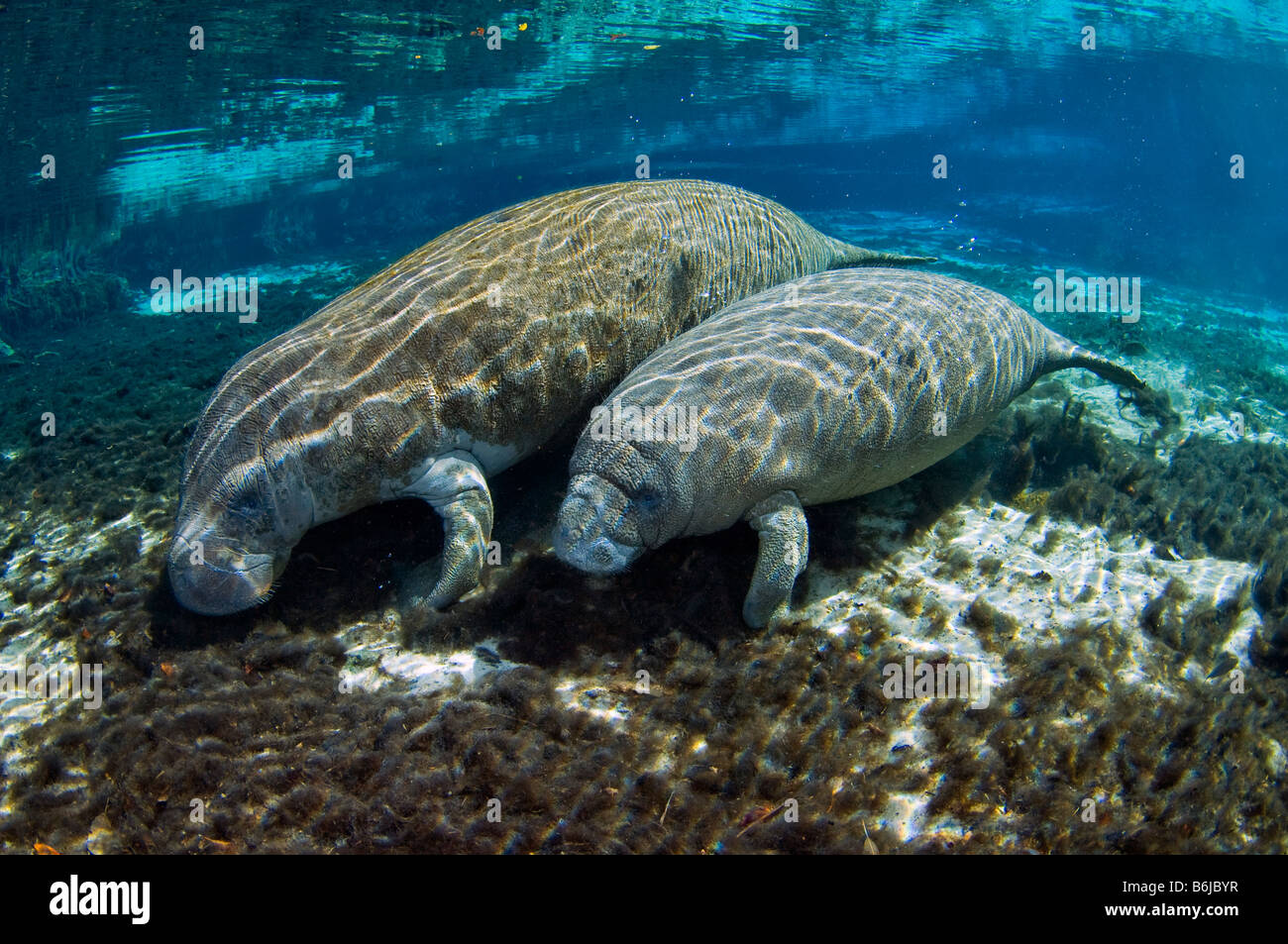 Endangered Florida Manatee Three High Resolution Stock Photography and ...
