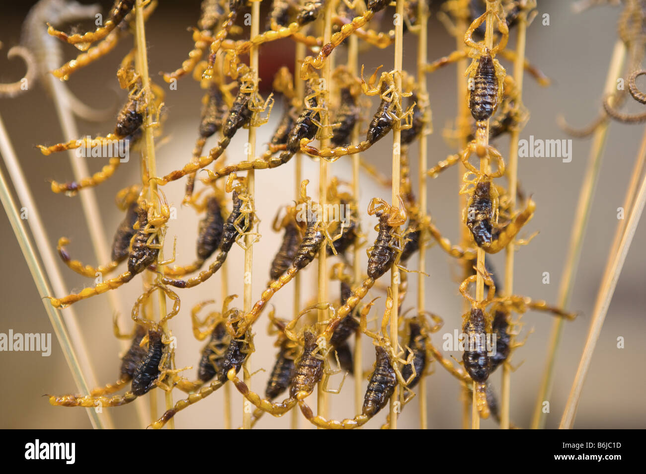 Roasted scorpion hi-res stock photography and images - Alamy