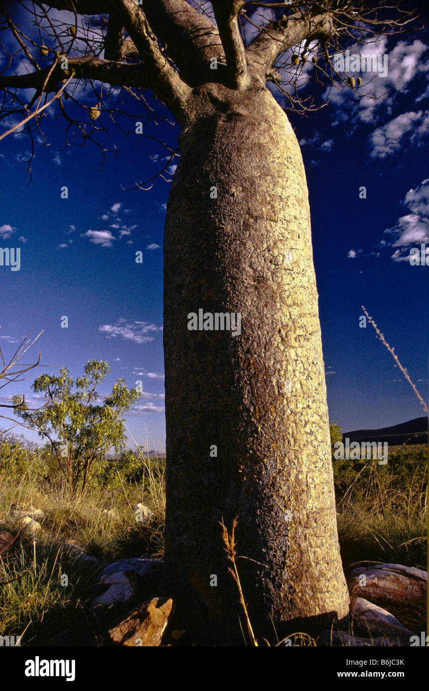 Boab tree, Australia Stock Photo - Alamy