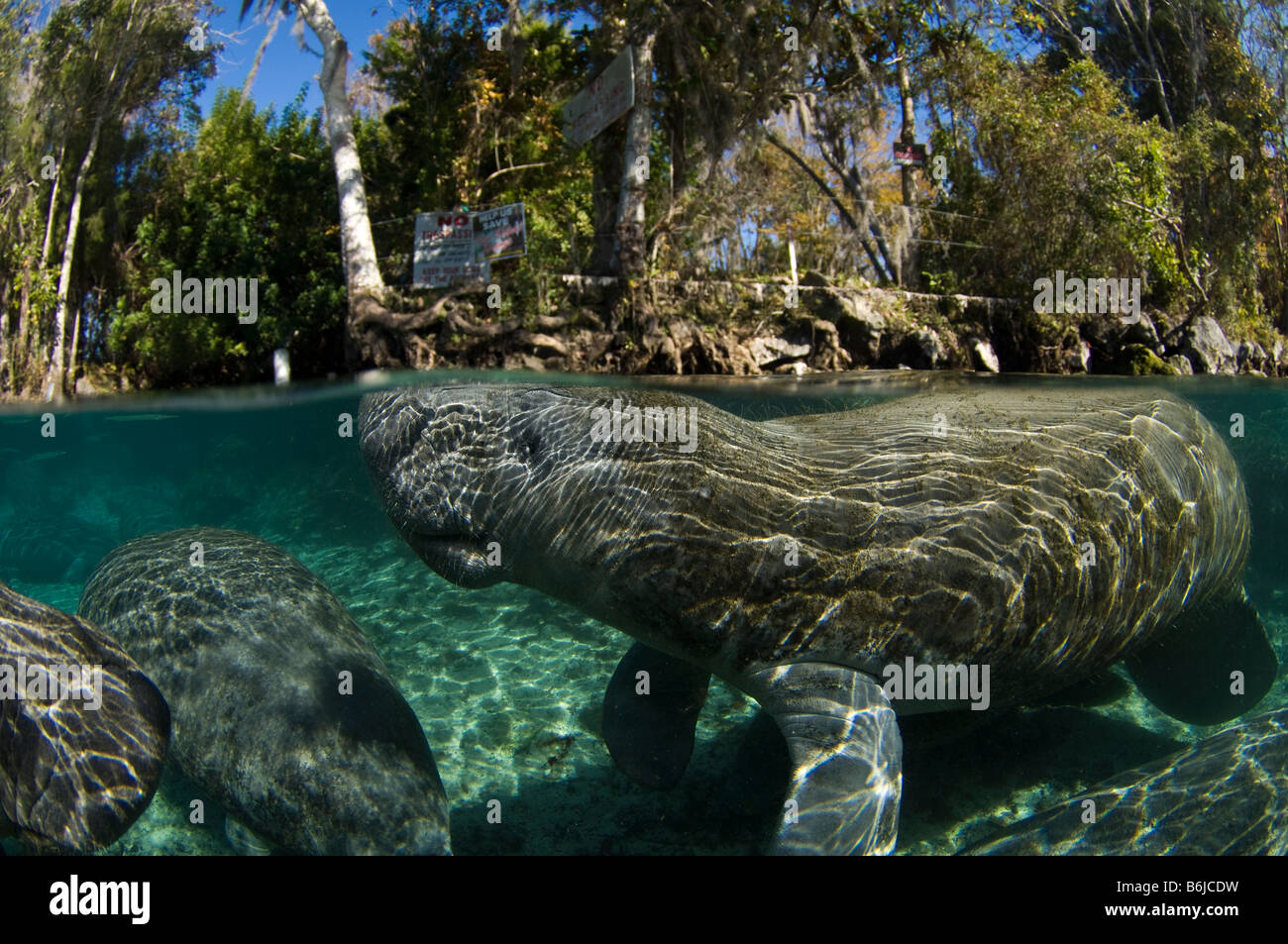 Crystal river manatee hi-res stock photography and images - Alamy