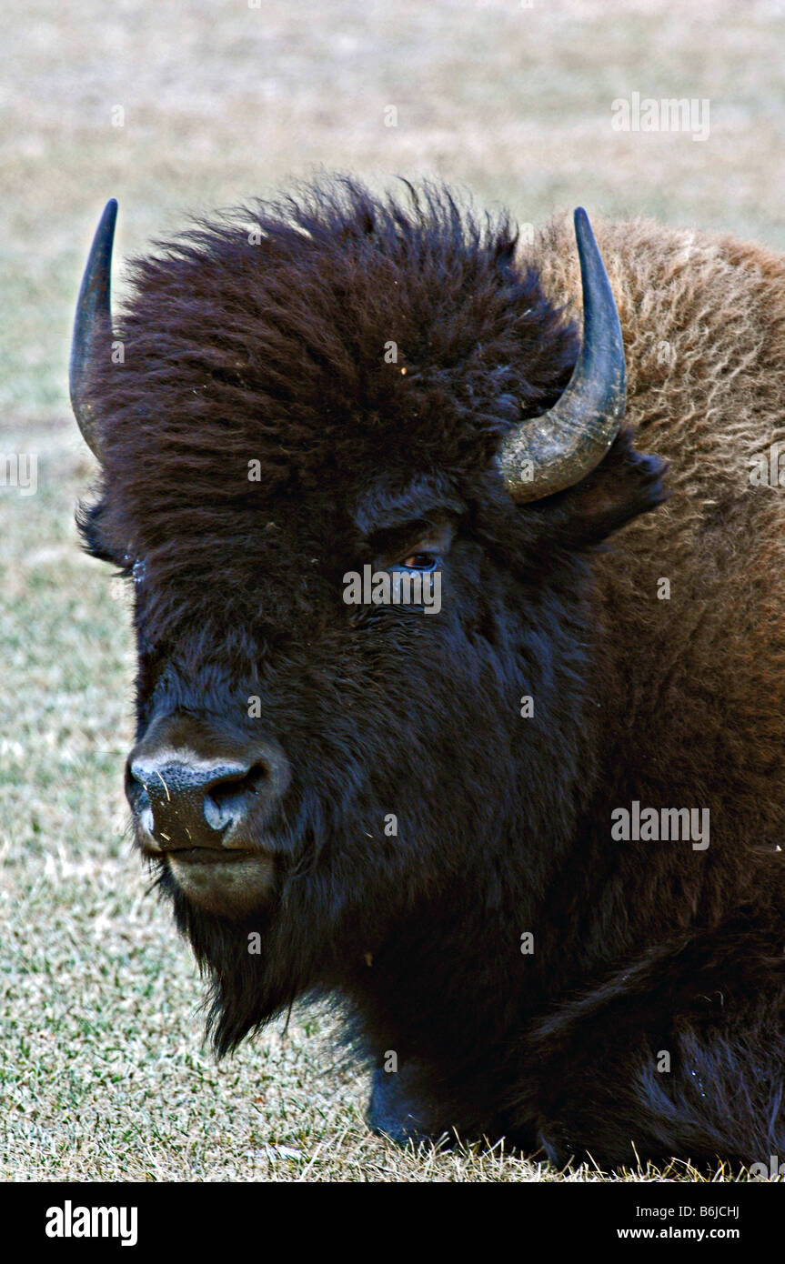 Bison animal hi-res stock photography and images - Alamy