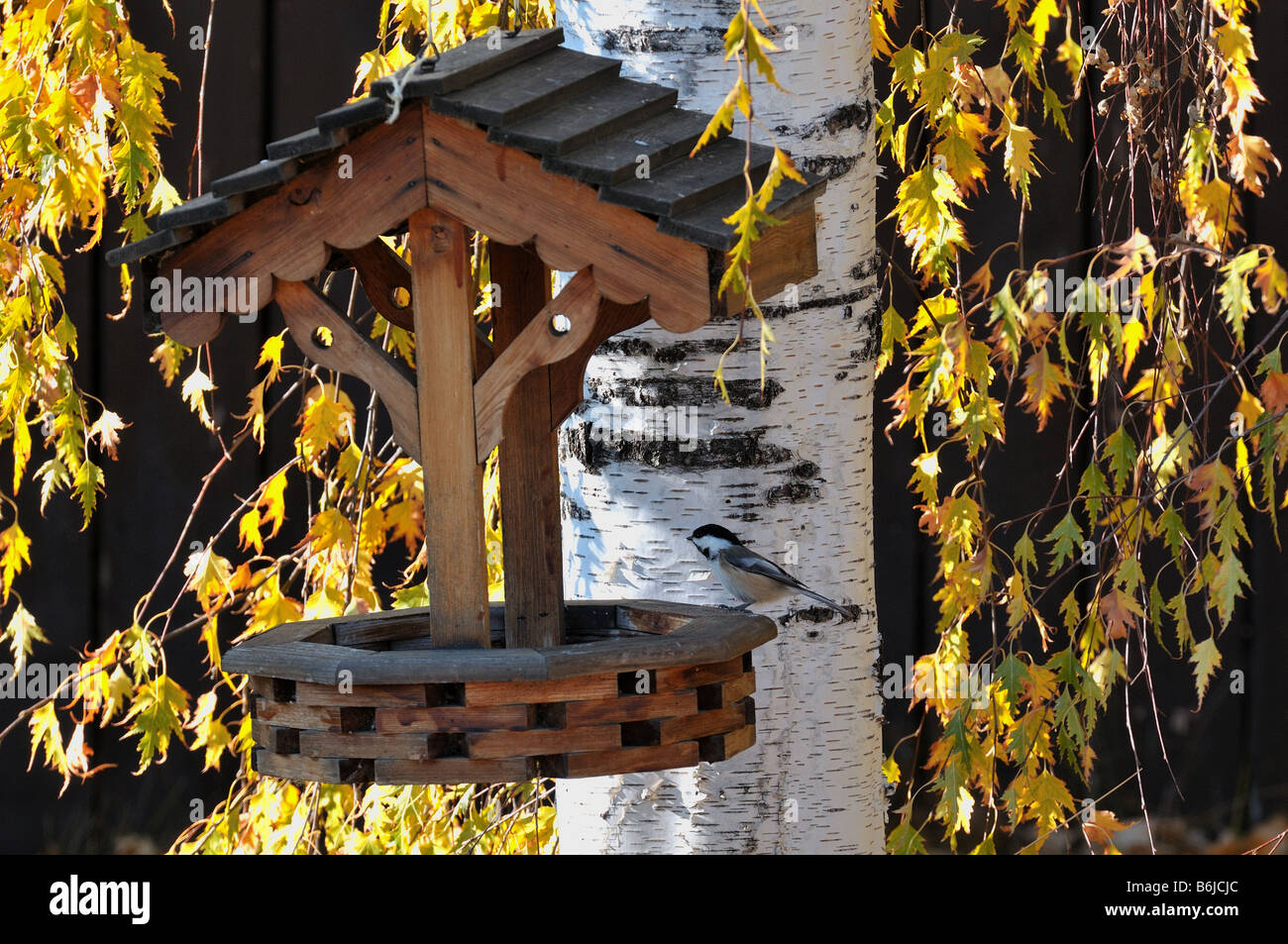 Backyard bird feeding area hi-res stock photography and images - Alamy