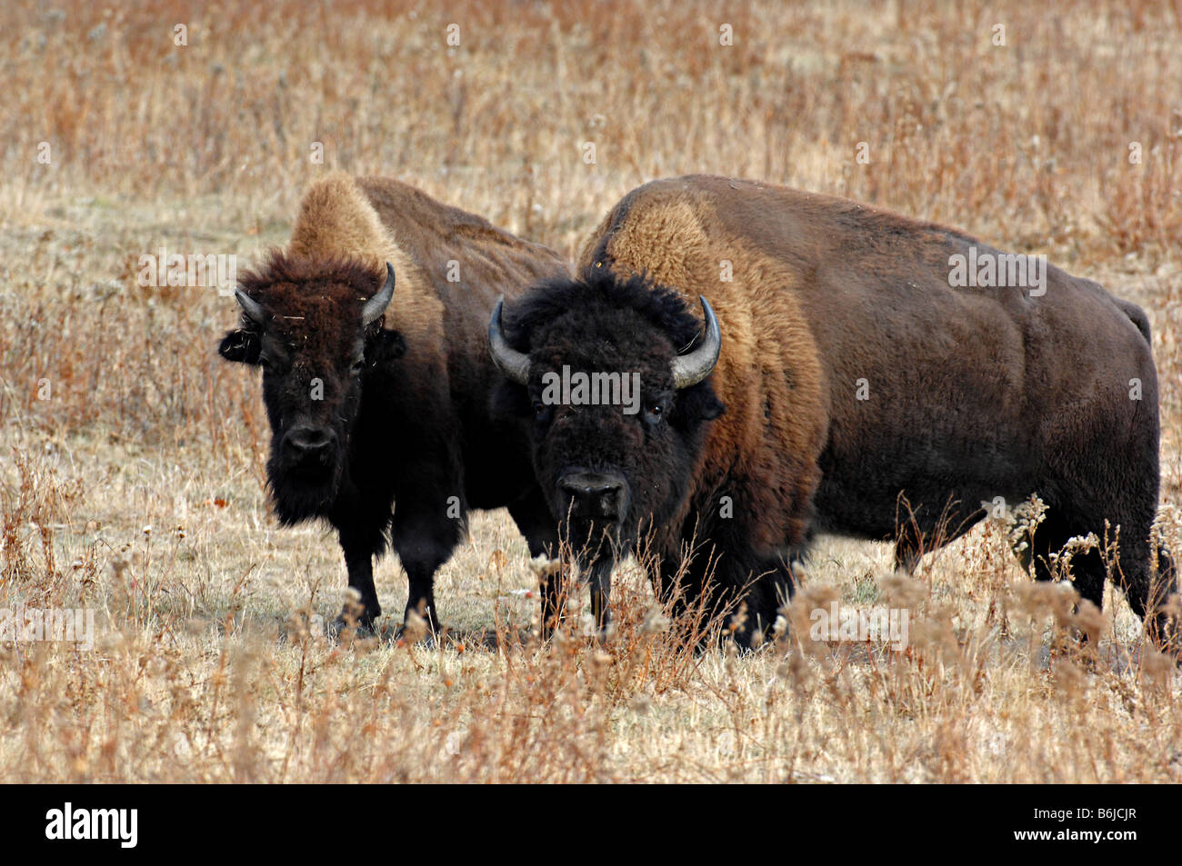 Male and female bison hi-res stock photography and images - Alamy