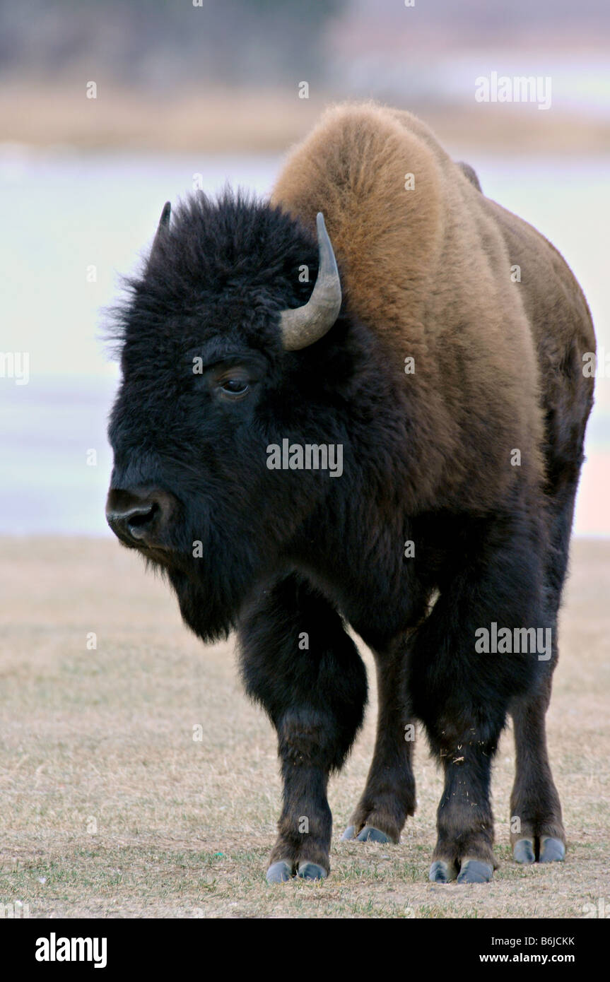 Strong bison hi-res stock photography and images - Alamy