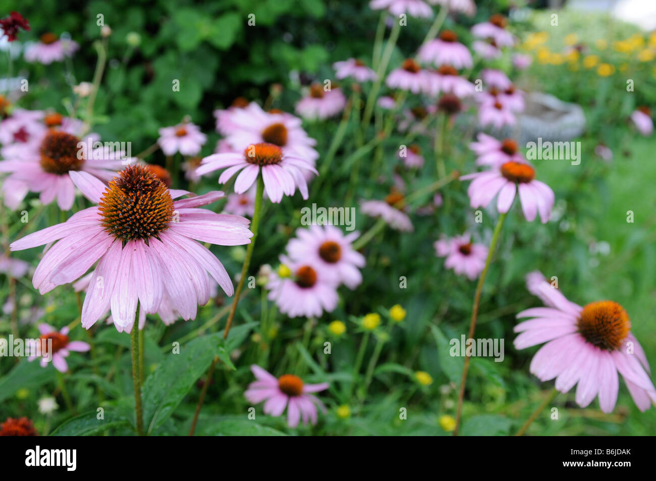 Pink corn flowers hi-res stock photography and images - Alamy