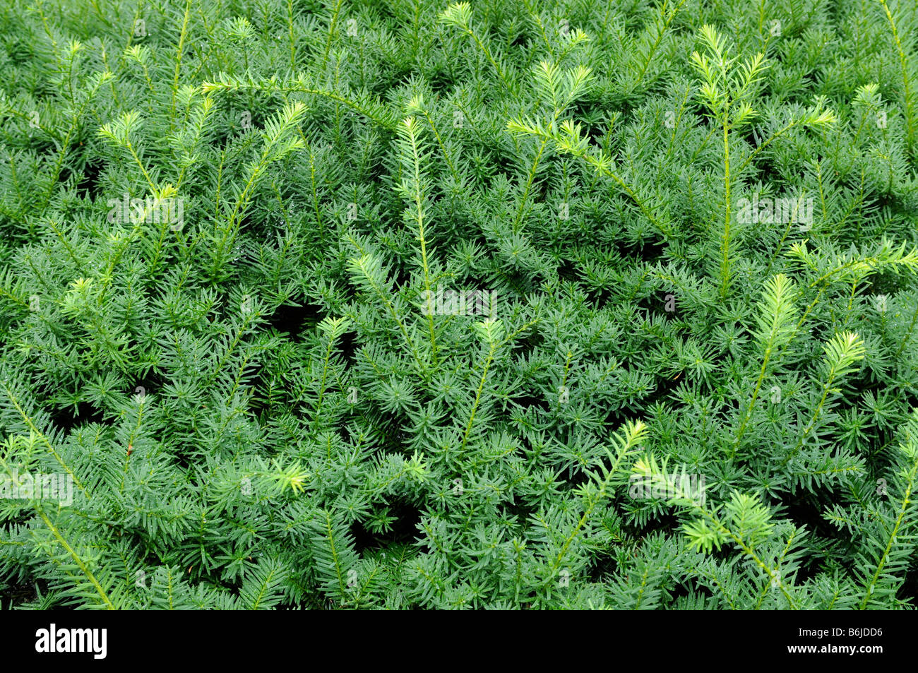 A dew drenched coat of green, a pine hedge awash in tiny droplets Stock ...