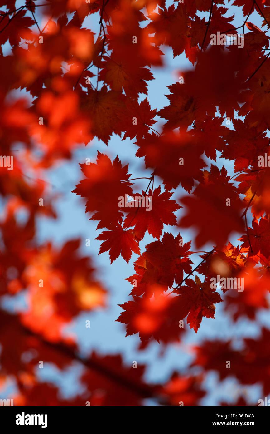 October leaves. Part 2 Stock Photo - Alamy