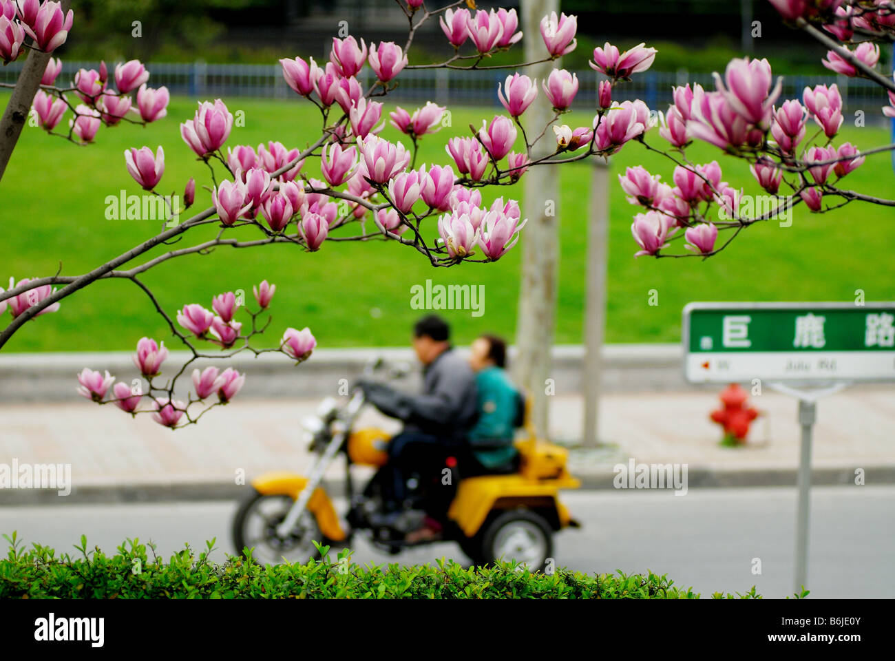 Magnolia road hi-res stock photography and images - Alamy