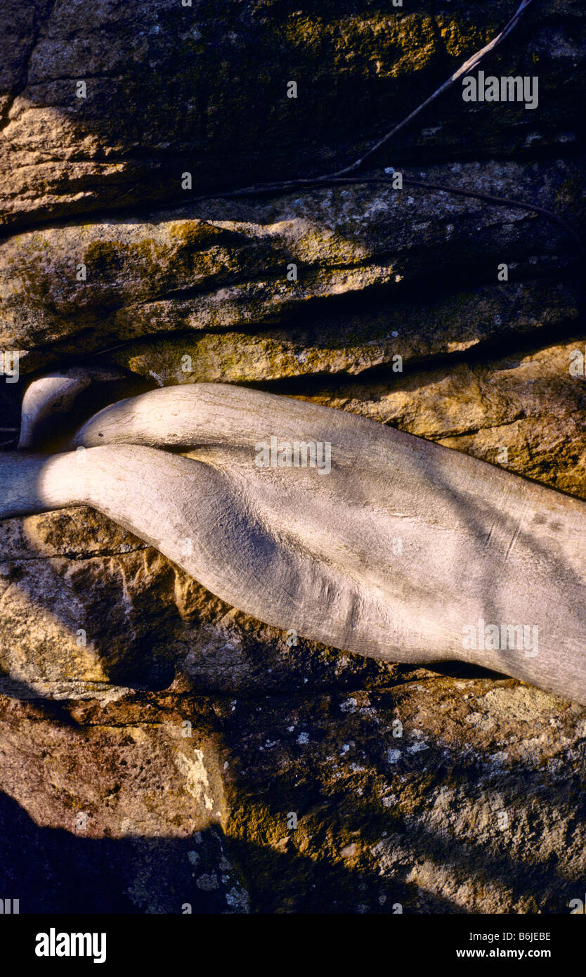 Fig roots and sandstone, Australia Stock Photo - Alamy