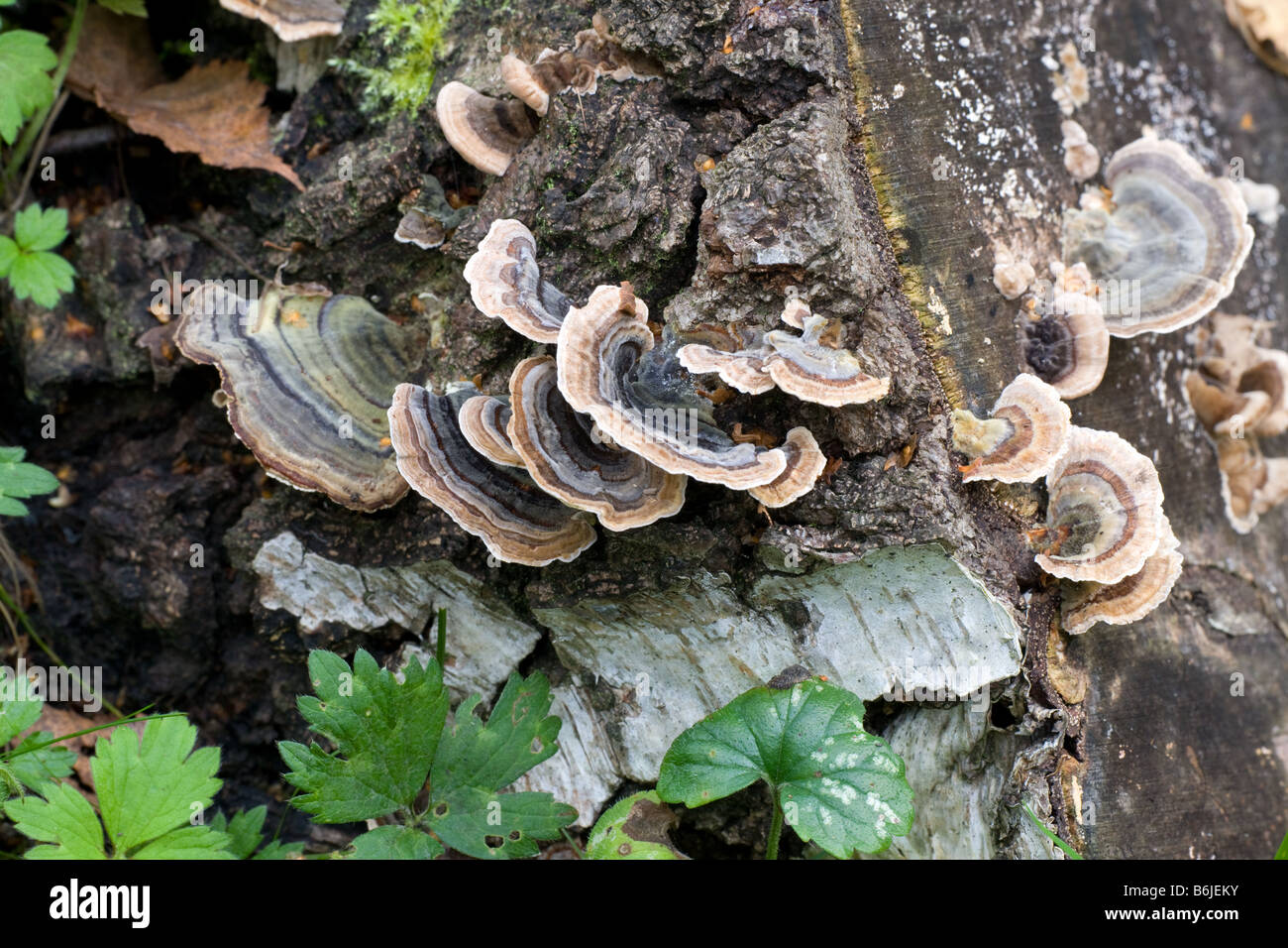 Turkey Tails (Many-zoned Polypore) Trametes versicolor fungi fruiting ...