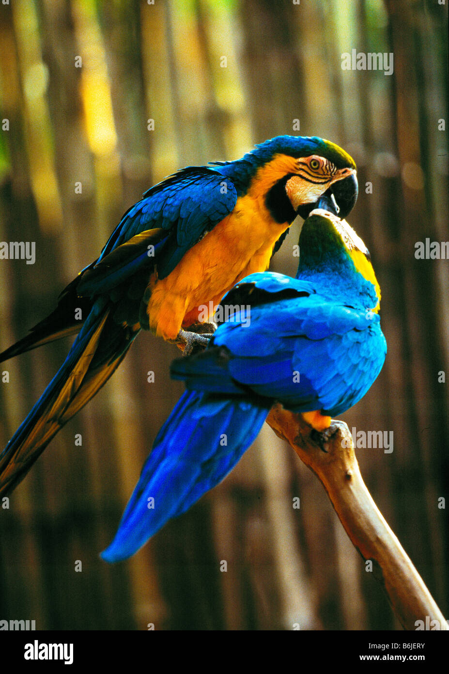 Chinese parrot hi-res stock photography and images - Alamy