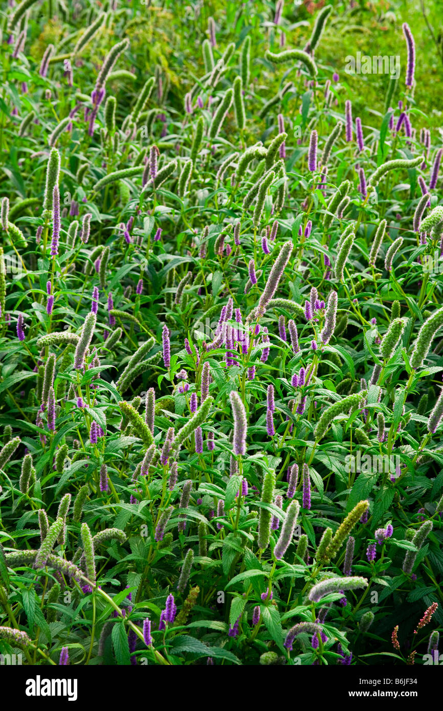 Mongolia flower hi-res stock photography and images - Alamy