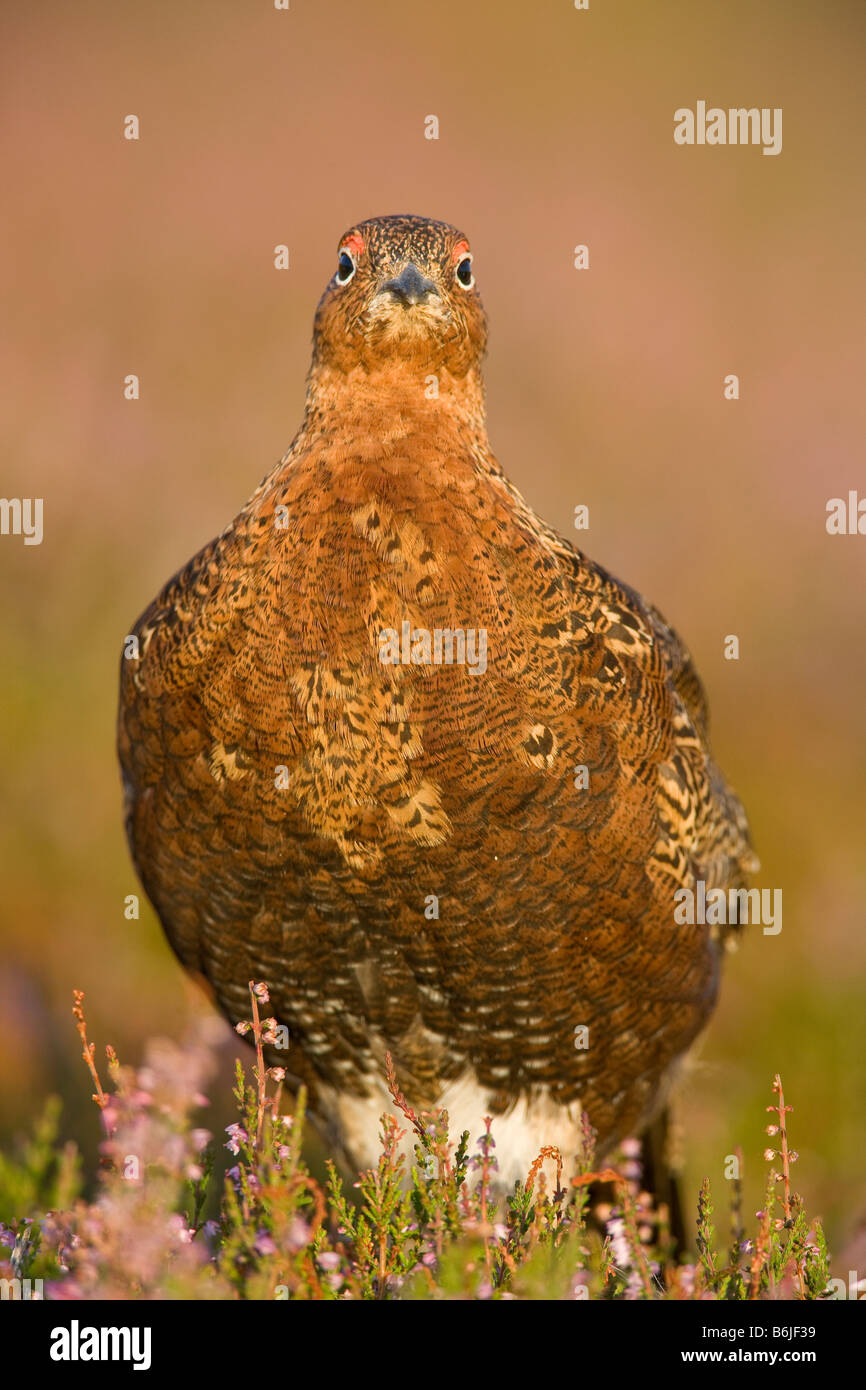 Grinton lodge hi-res stock photography and images - Alamy