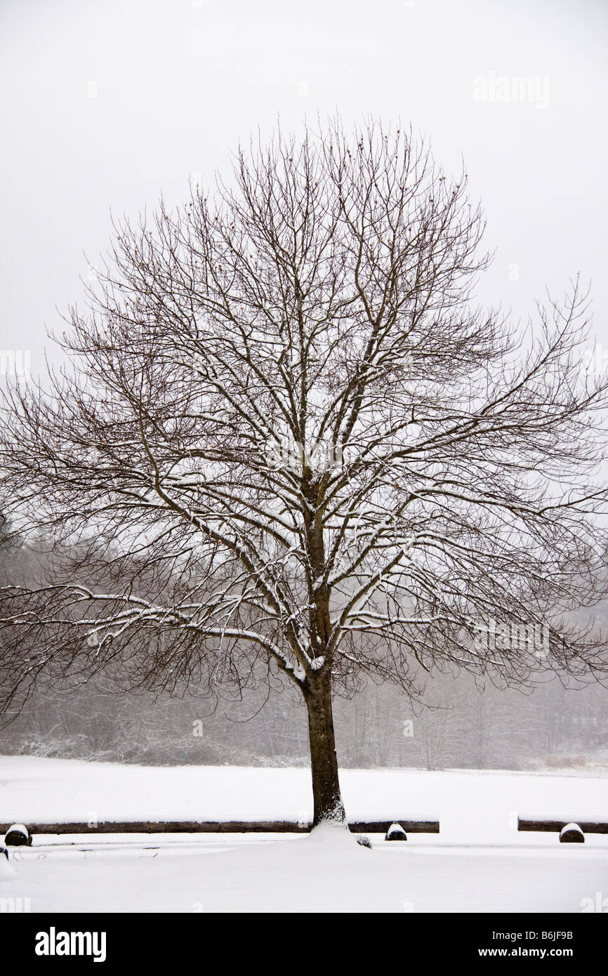 Seattle snowing hi-res stock photography and images - Alamy