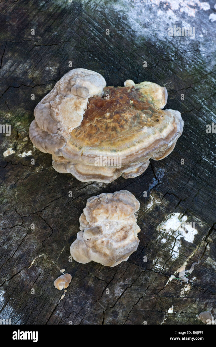 Turkey Tails (Many-zoned Polypore) Trametes versicolor fungi fruiting ...