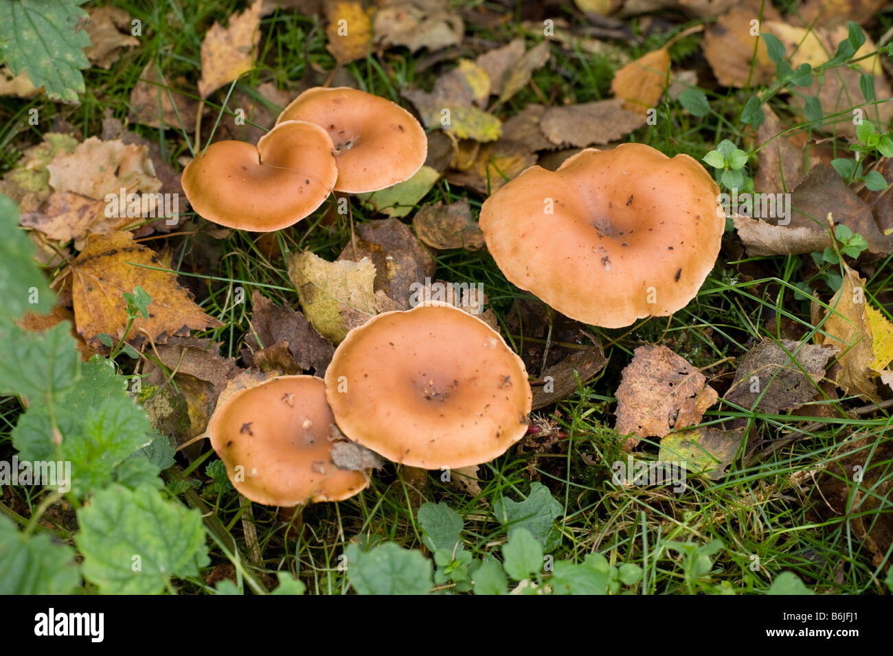 Flaccida hi-res stock photography and images - Alamy