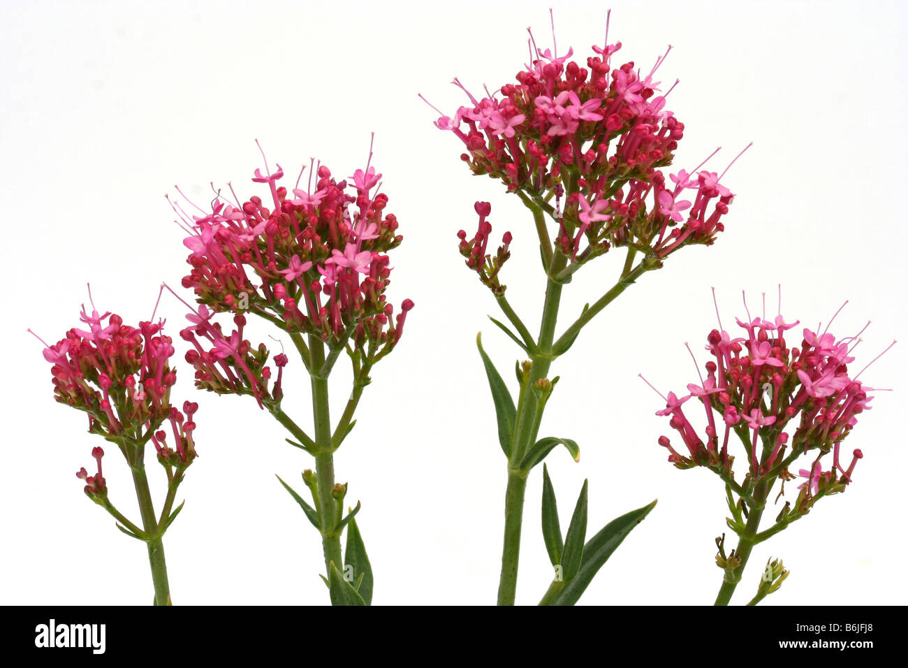 Centranthus ruber cutout hi-res stock photography and images - Alamy
