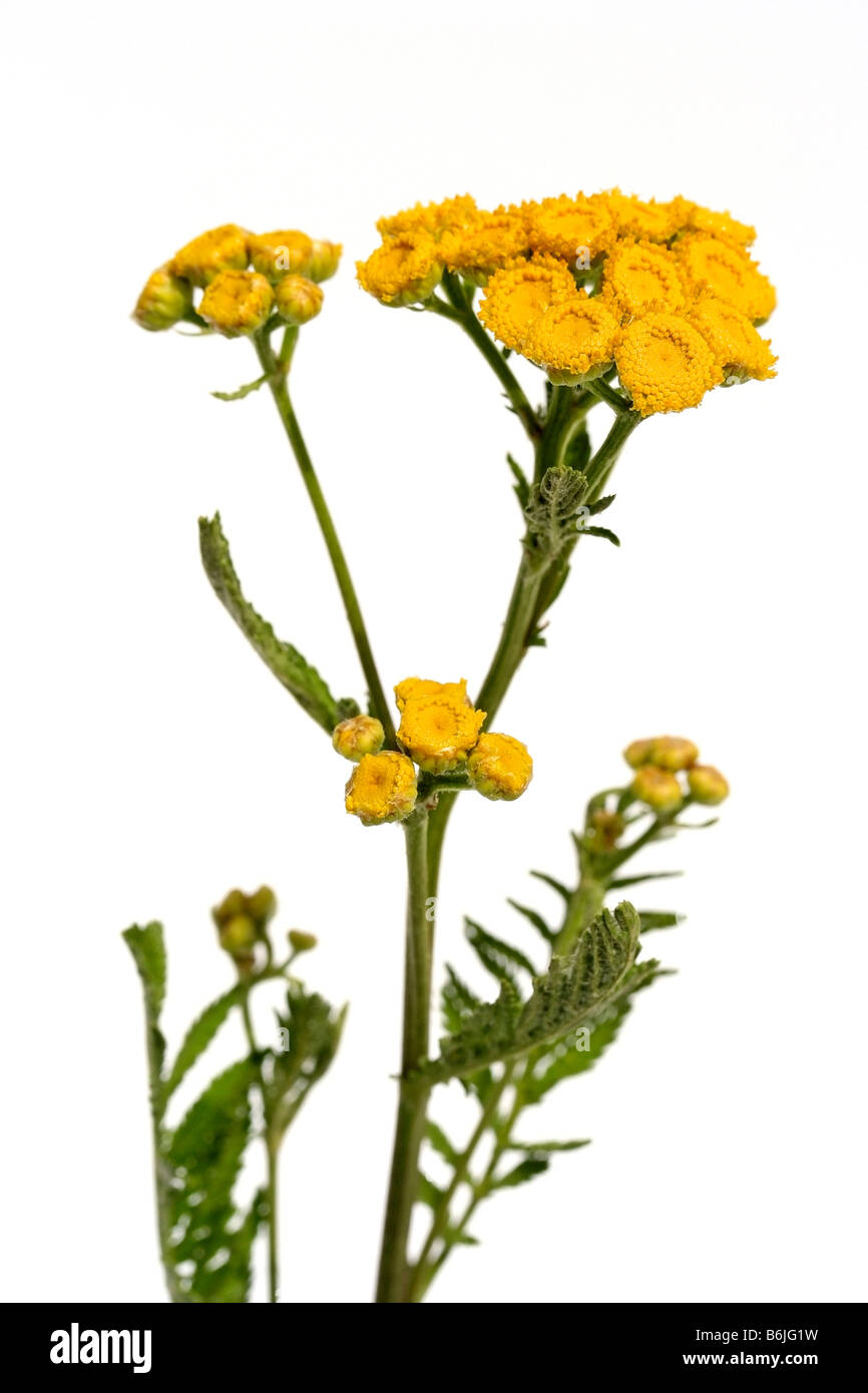 Tancy hi-res stock photography and images - Alamy