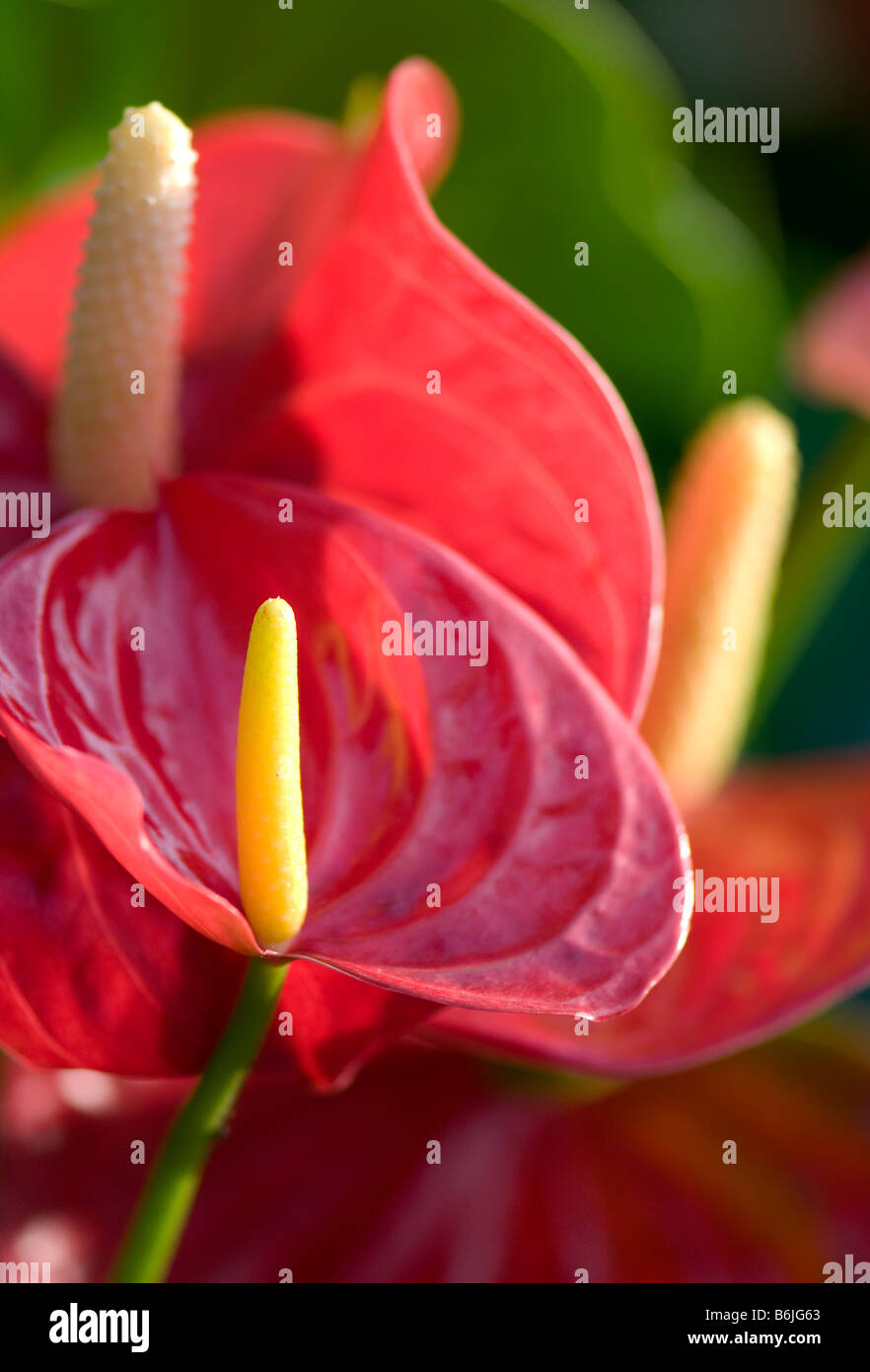 Foliage anthurium hi-res stock photography and images - Alamy