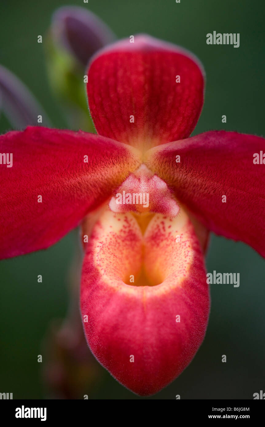 Close up of Phragmipedium Memoria Dick Clements gx in flower Stock ...