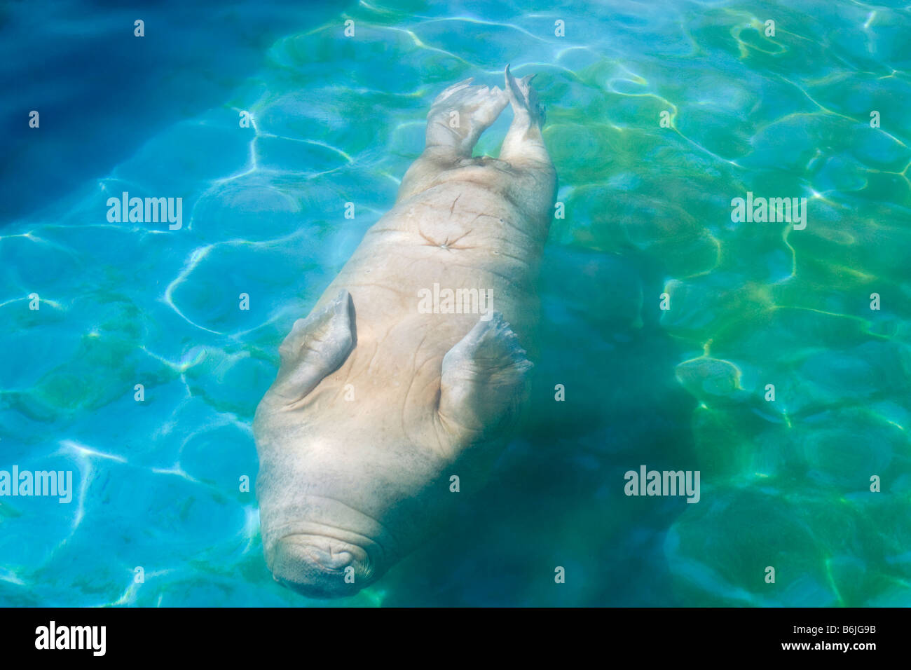 walrus "odobenus rosmarus" diving in a blue water pool Stock Photo - Alamy