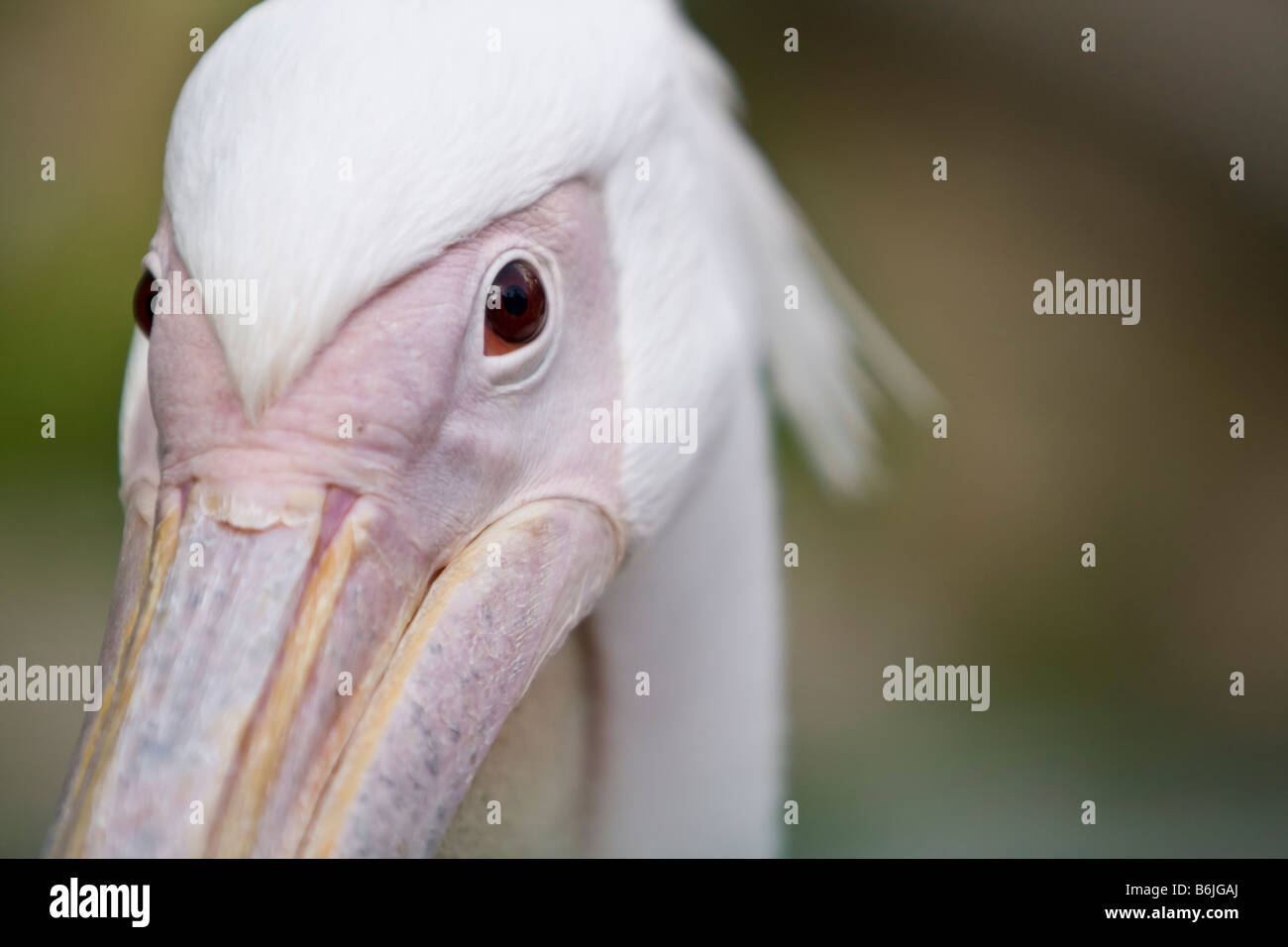 Bird eye close up hi-res stock photography and images - Alamy