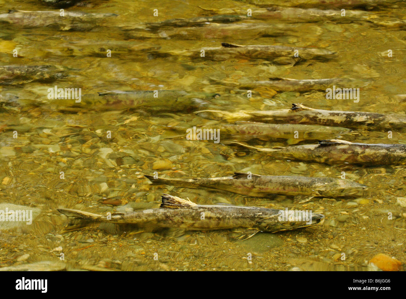 Chum salmon hi-res stock photography and images - Alamy