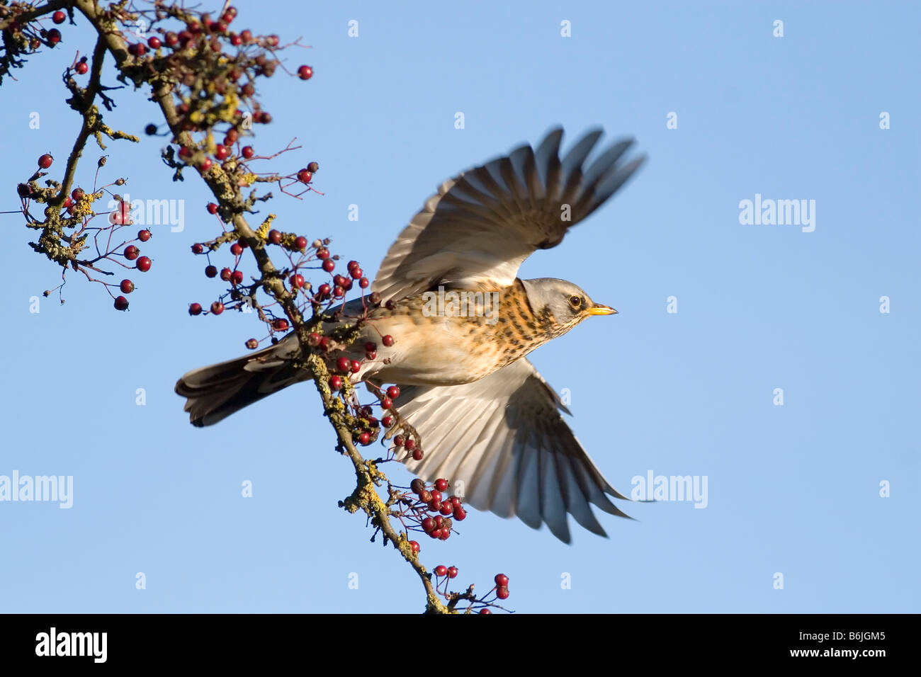 Fieldfare Turdus pilaris in flight Stock Photo - Alamy