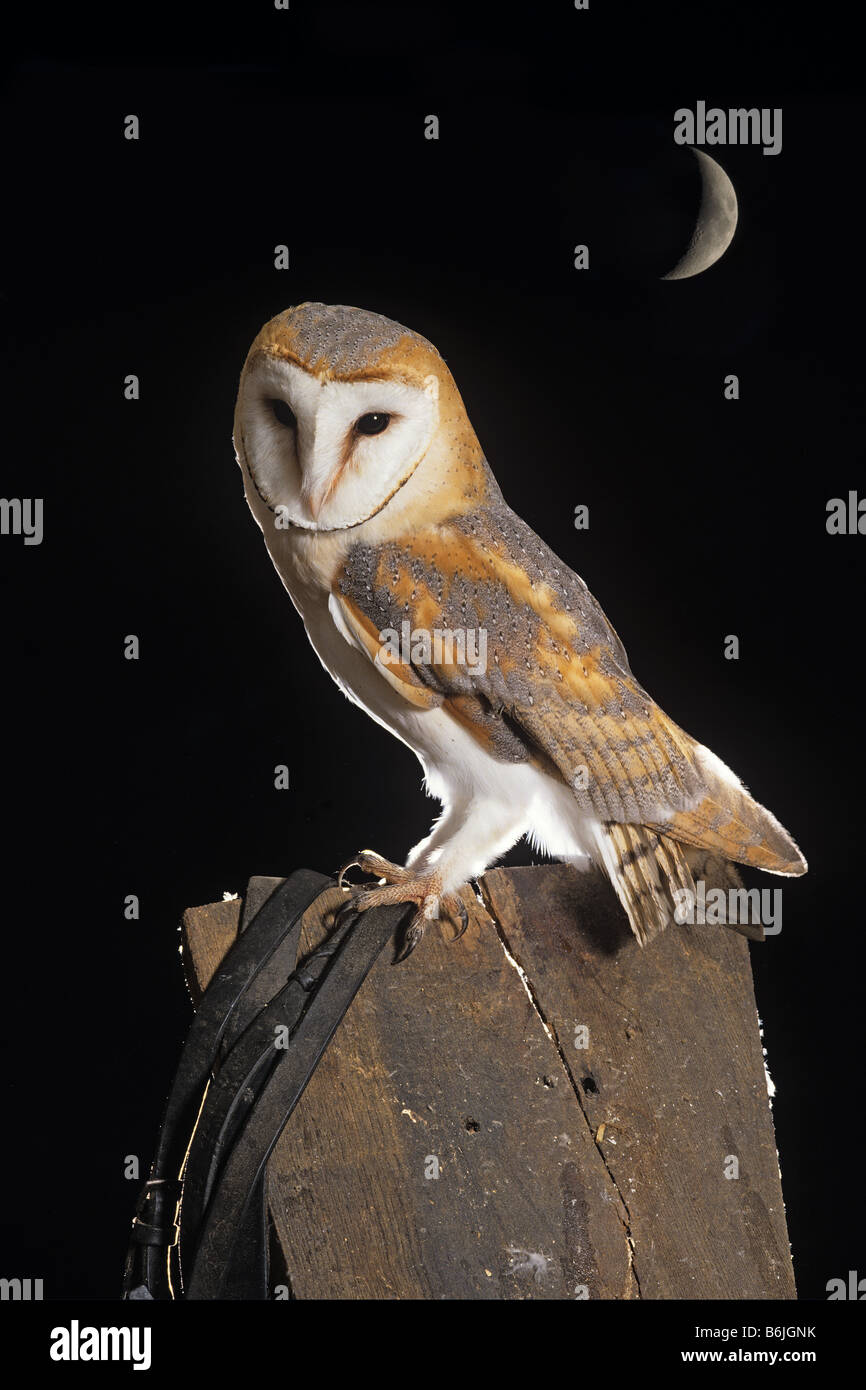 White barn owl moon hi-res stock photography and images - Alamy