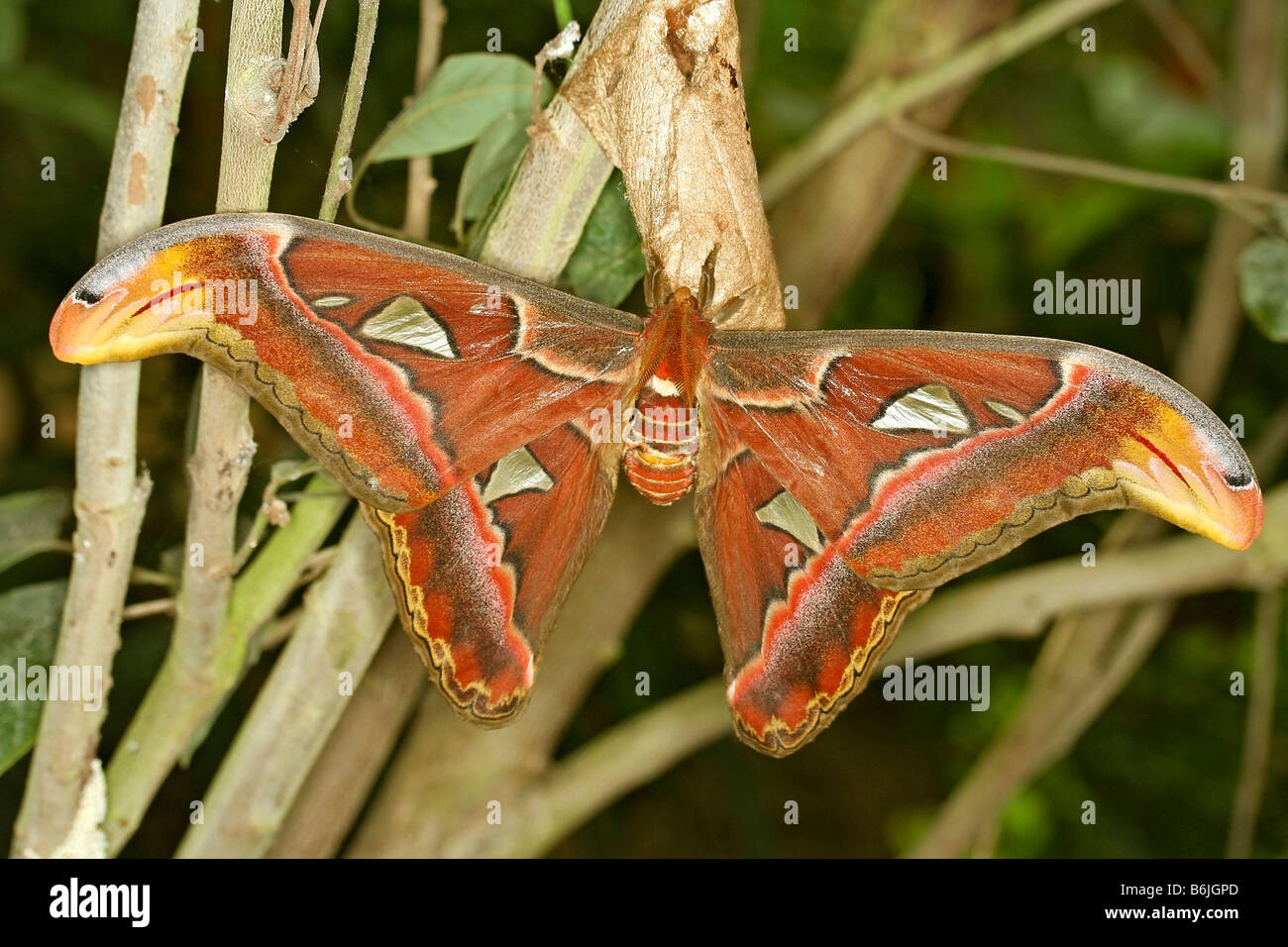 Atlas moth Attacus atlas Stock Photo - Alamy