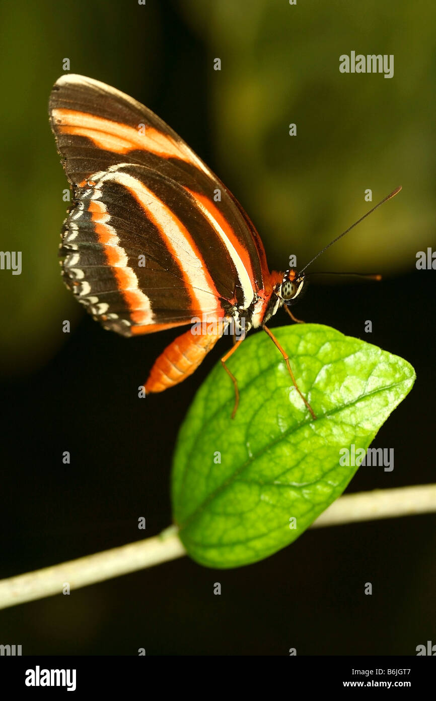 Banded orange heliconian Dryadula phaetusa Stock Photo - Alamy