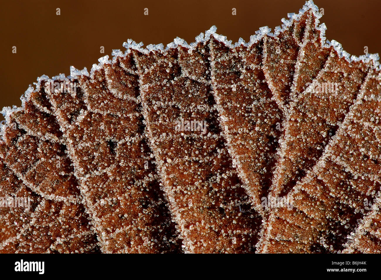 Hazel leaf hi-res stock photography and images - Alamy