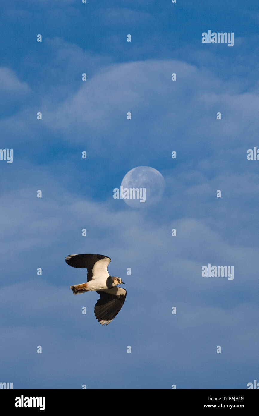 Tumbling bird hi-res stock photography and images - Alamy