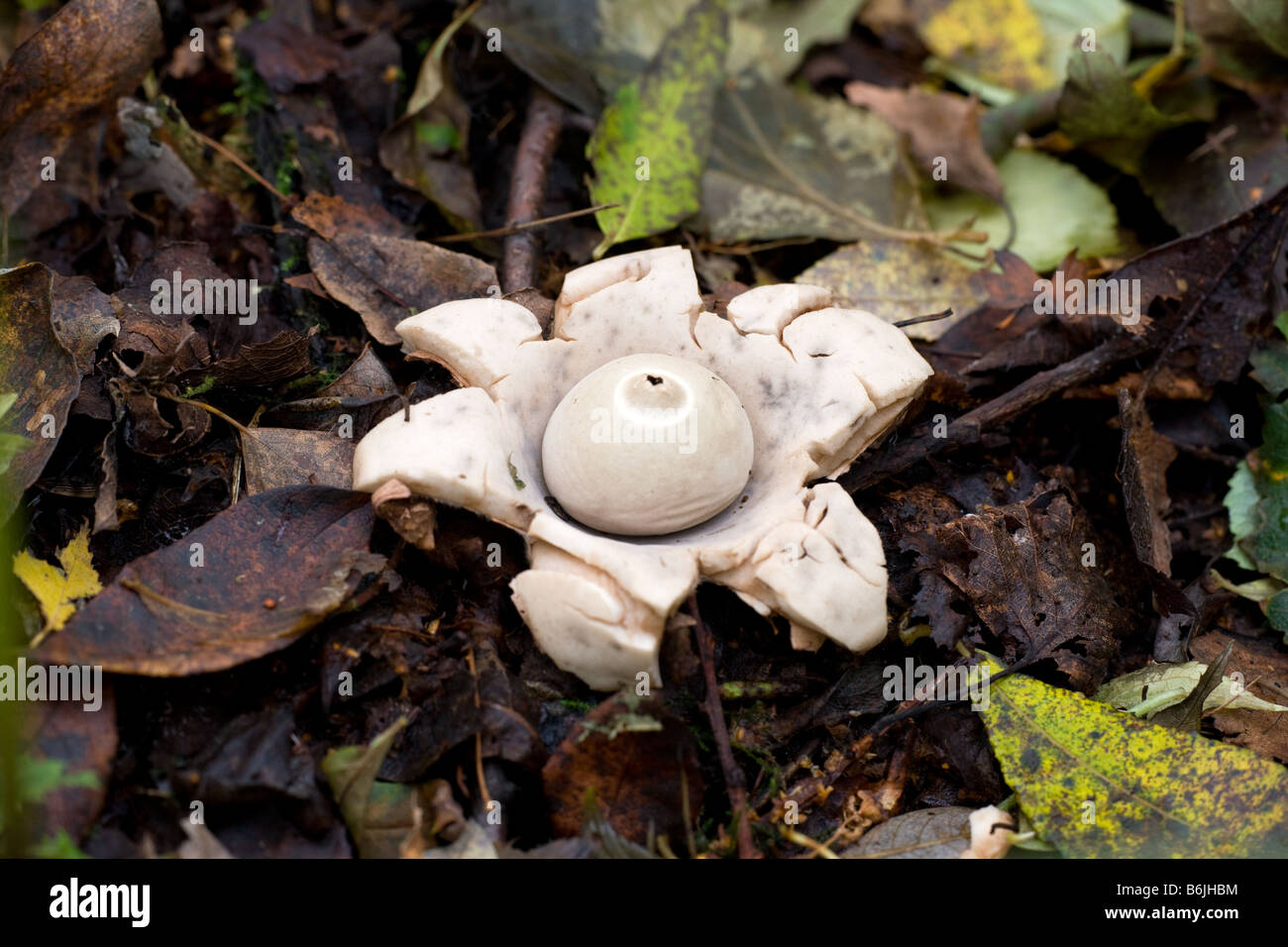 Collared Earth Star Geastrum triplex fungi fruiting body growing on ...