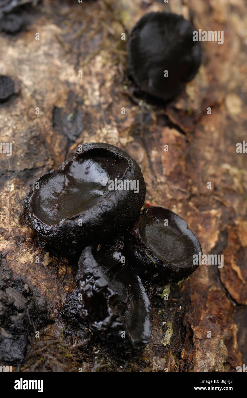 Black Bulgar fungus, bulgaria inquinans, growing on dead oak, Fleet ...