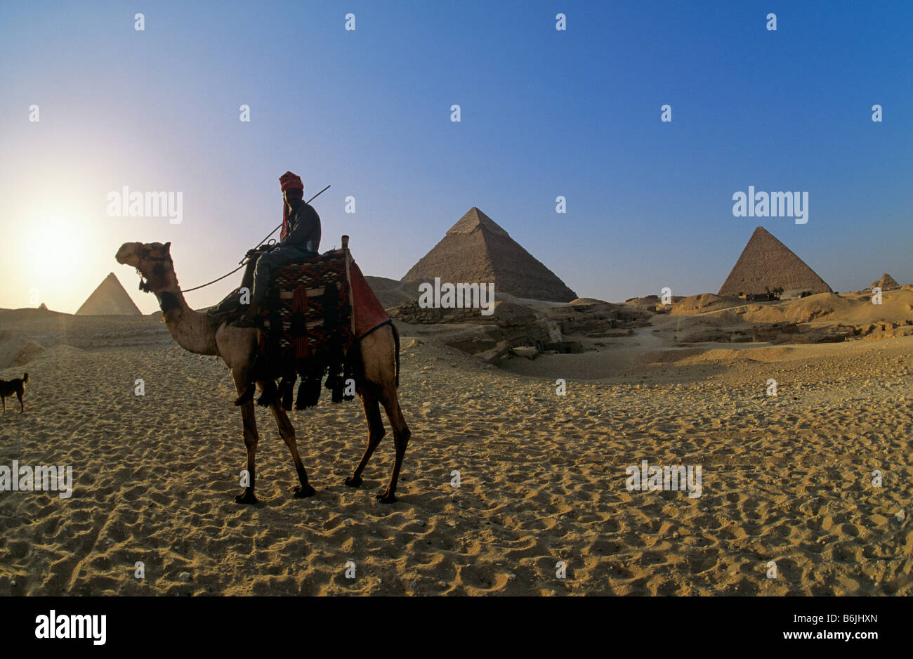 Egypt, Old Kingdom, Pyramids at Giza, Man and Camel Stock Photo - Alamy