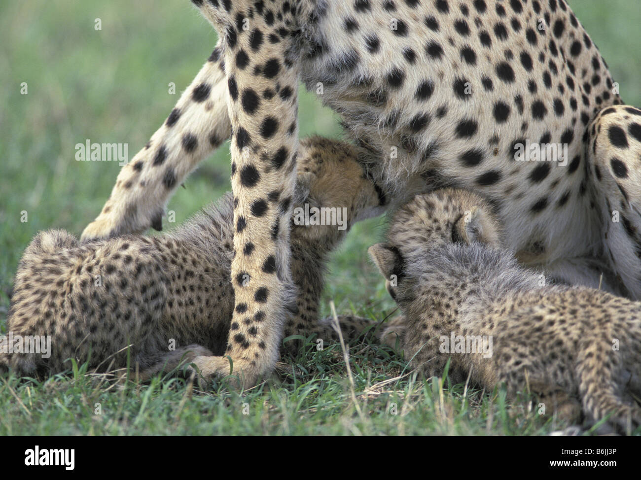 Cheetah Behavior