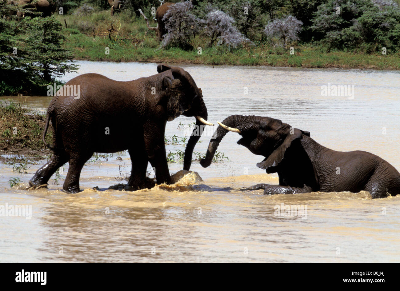 Africa, Kenya, Impala Range. African Elephants Stock Photo - Alamy