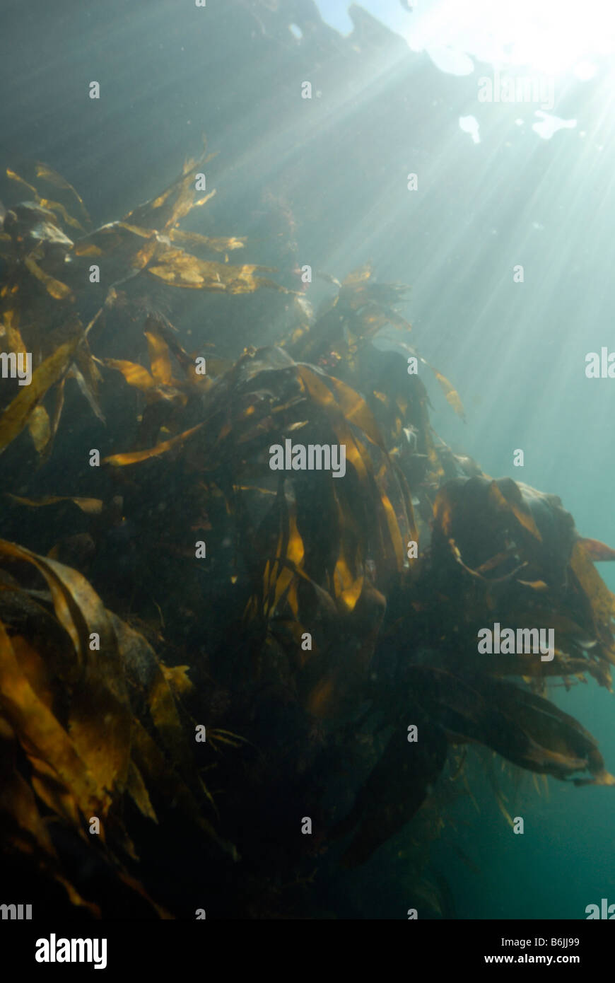 Kelp underwater hi-res stock photography and images - Alamy