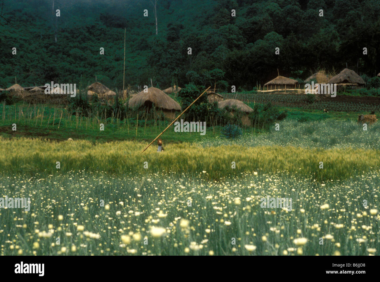 Rwanda, Parc des Volcans, fields of pyrethrum ('chrysanthemum coccineum ...