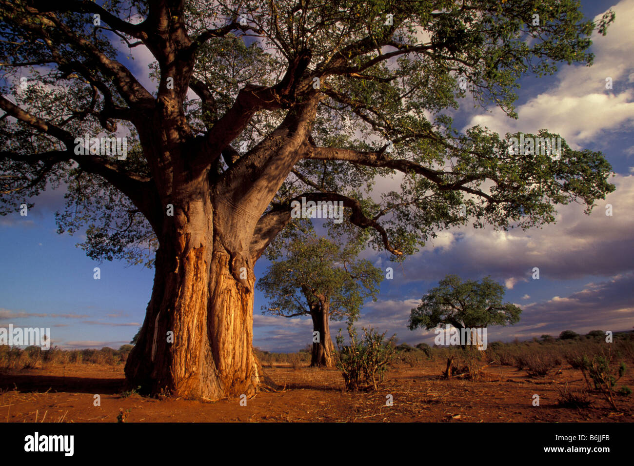 Africa, Tanzania, Tarangire National Park. Baobab trees Stock Photo - Alamy