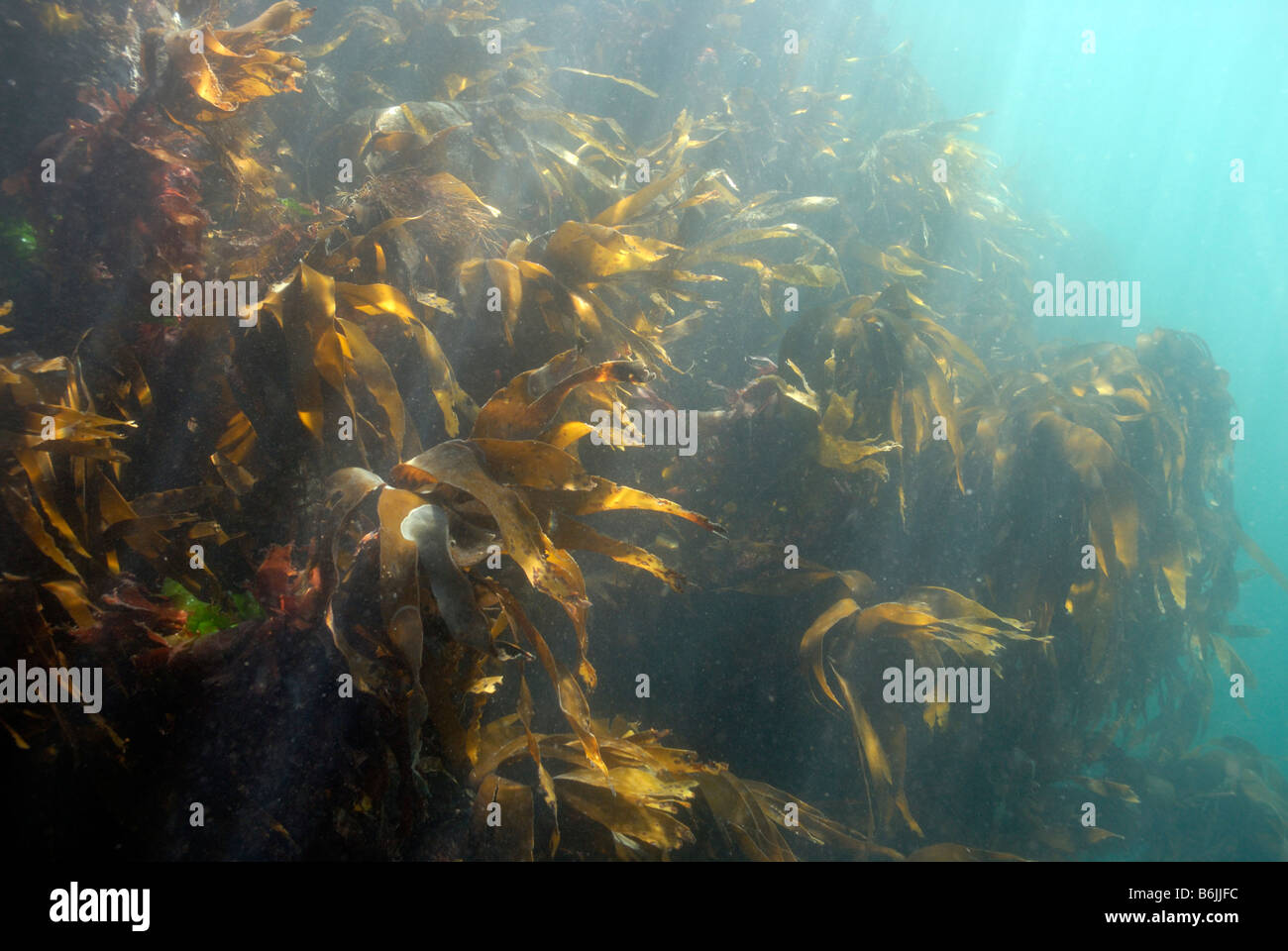 Kelp underwater hi-res stock photography and images - Alamy