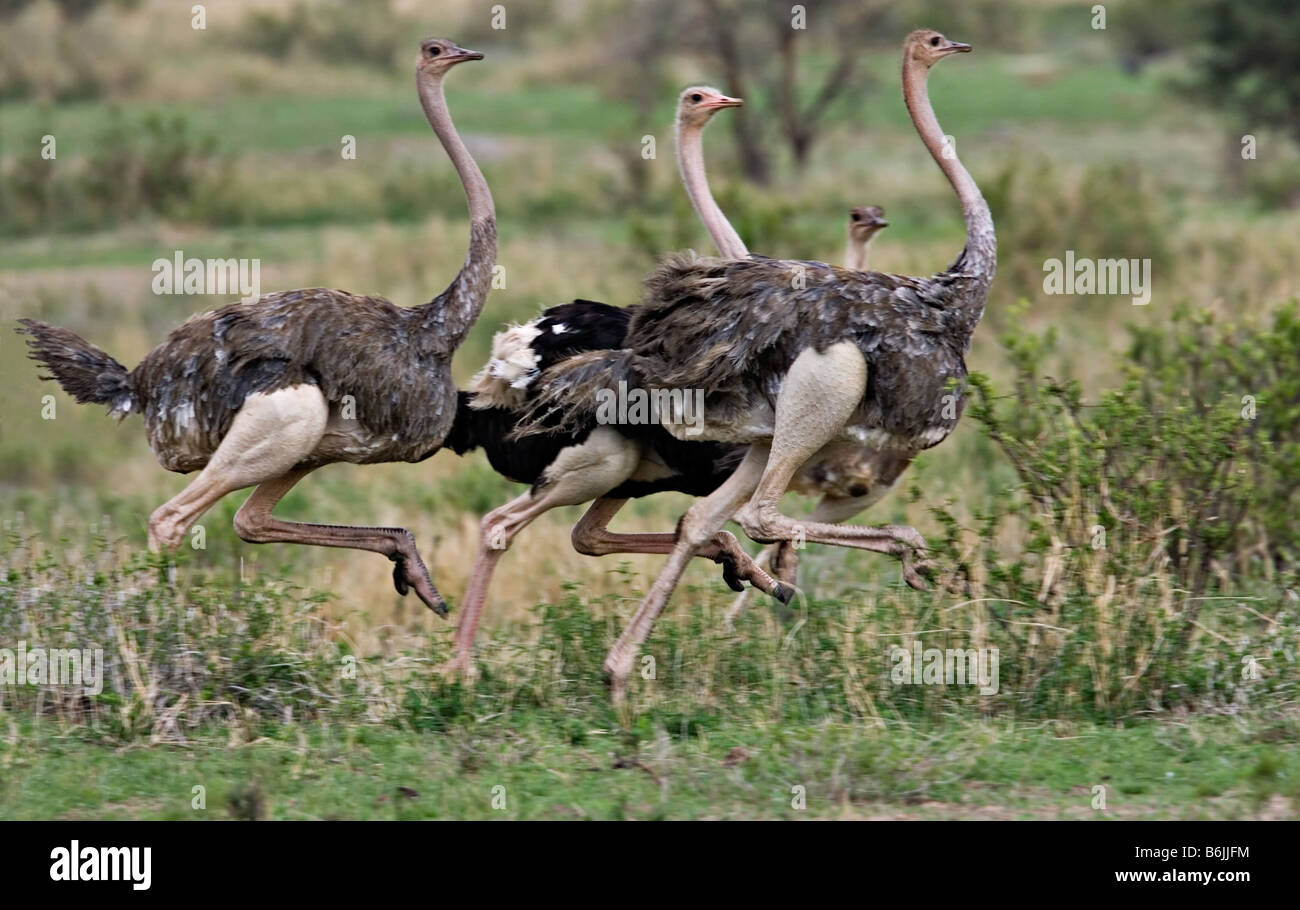 Africa, Tanzania, Three Common Ostriches (Struthio camelus) in a ...