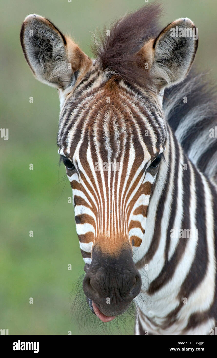 Zebra Face, East Africa, Tanzania, Ngorongoro Crater Stock Photo - Alamy