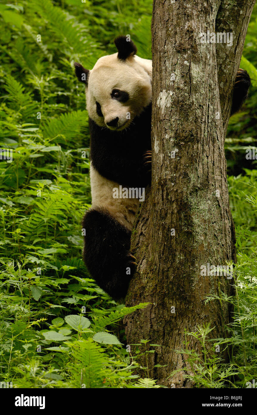 Giant panda Family: Ailuropodidae. Wolong China Conservation and ...
