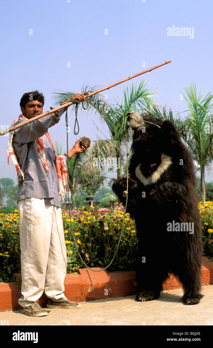Asia, India, Agra. Dancing sloth (Melursus ursinus) performing for ...
