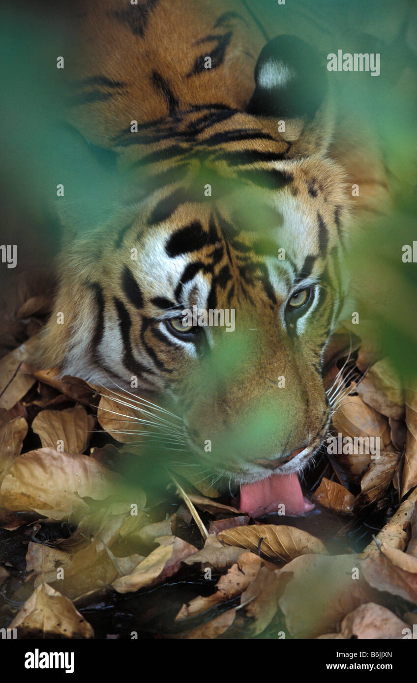 B2 tiger hi-res stock photography and images - Alamy